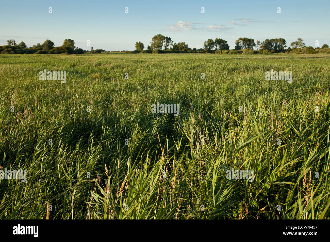 Wetland reedbed landscape, Woodwalton Fen National Nature Reserve ...