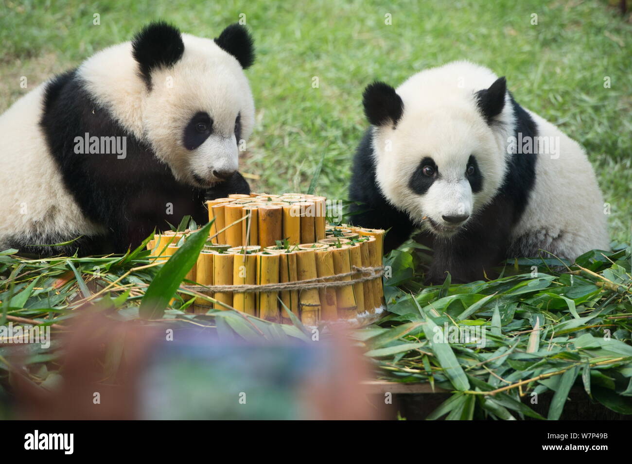 Giant Panda Cubs Eating Bamboo