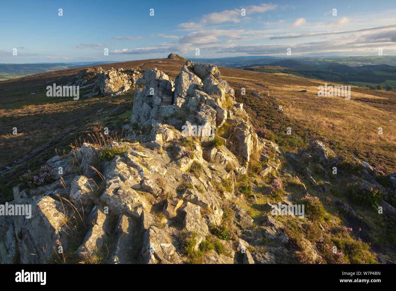 Rock outcrop formed of Ordovician quartzite on Stiperstones Ridge ...