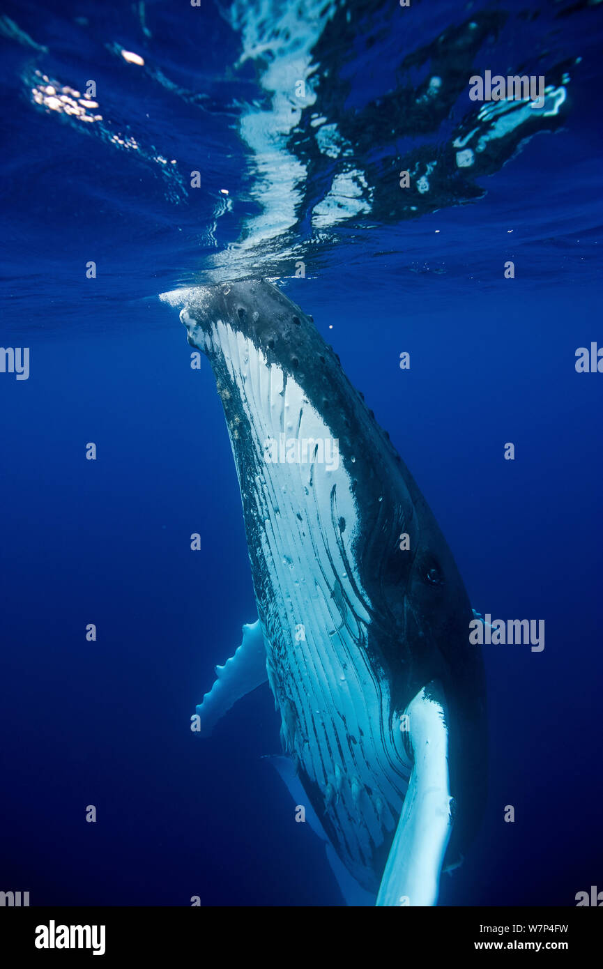 Humpback Whale (Megaptera novaeangliae) female at sea surface. Tonga ...