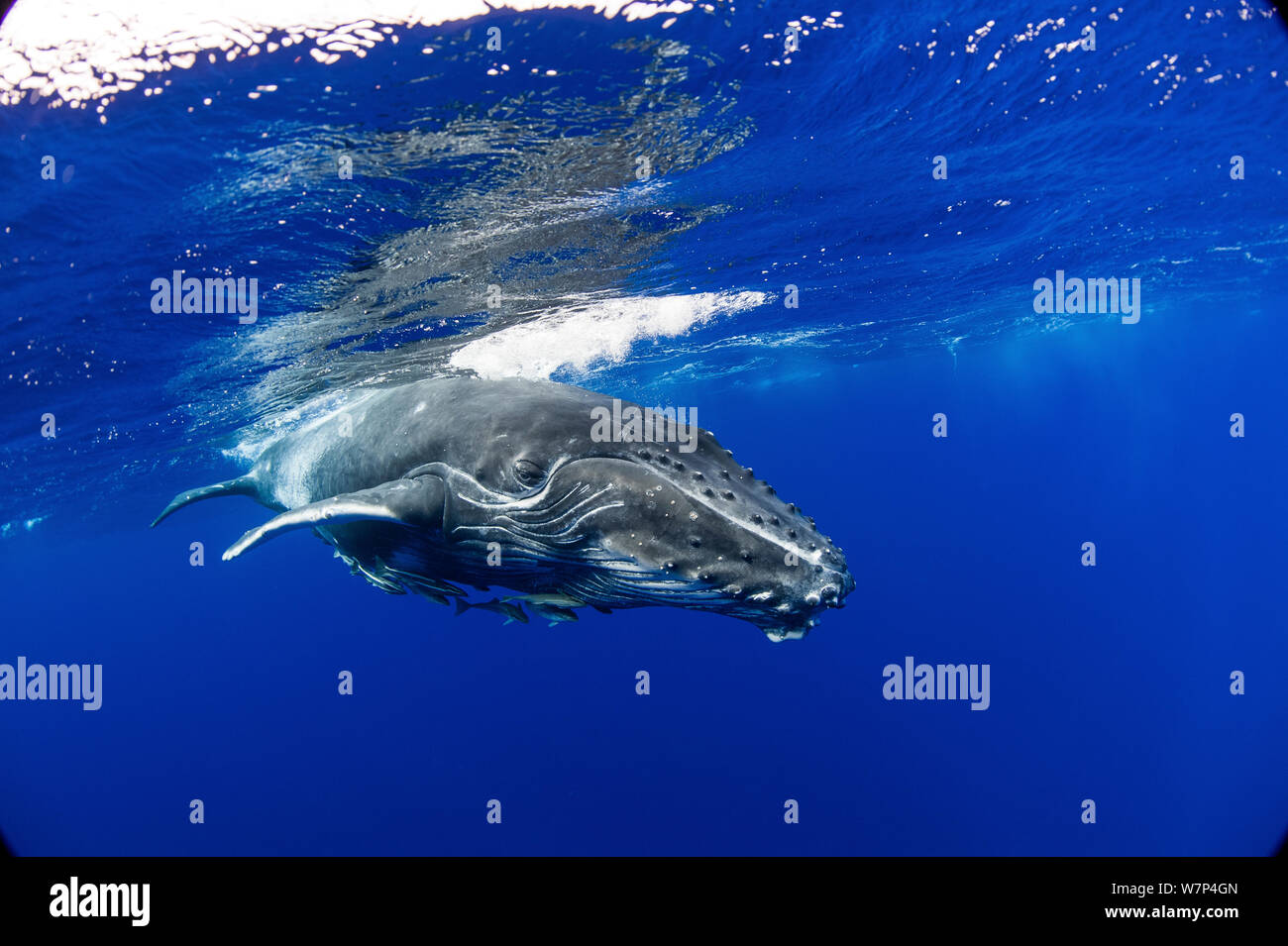 Humpback Whale (Megaptera novaeangliae) calf. Tonga, South Pacific ...