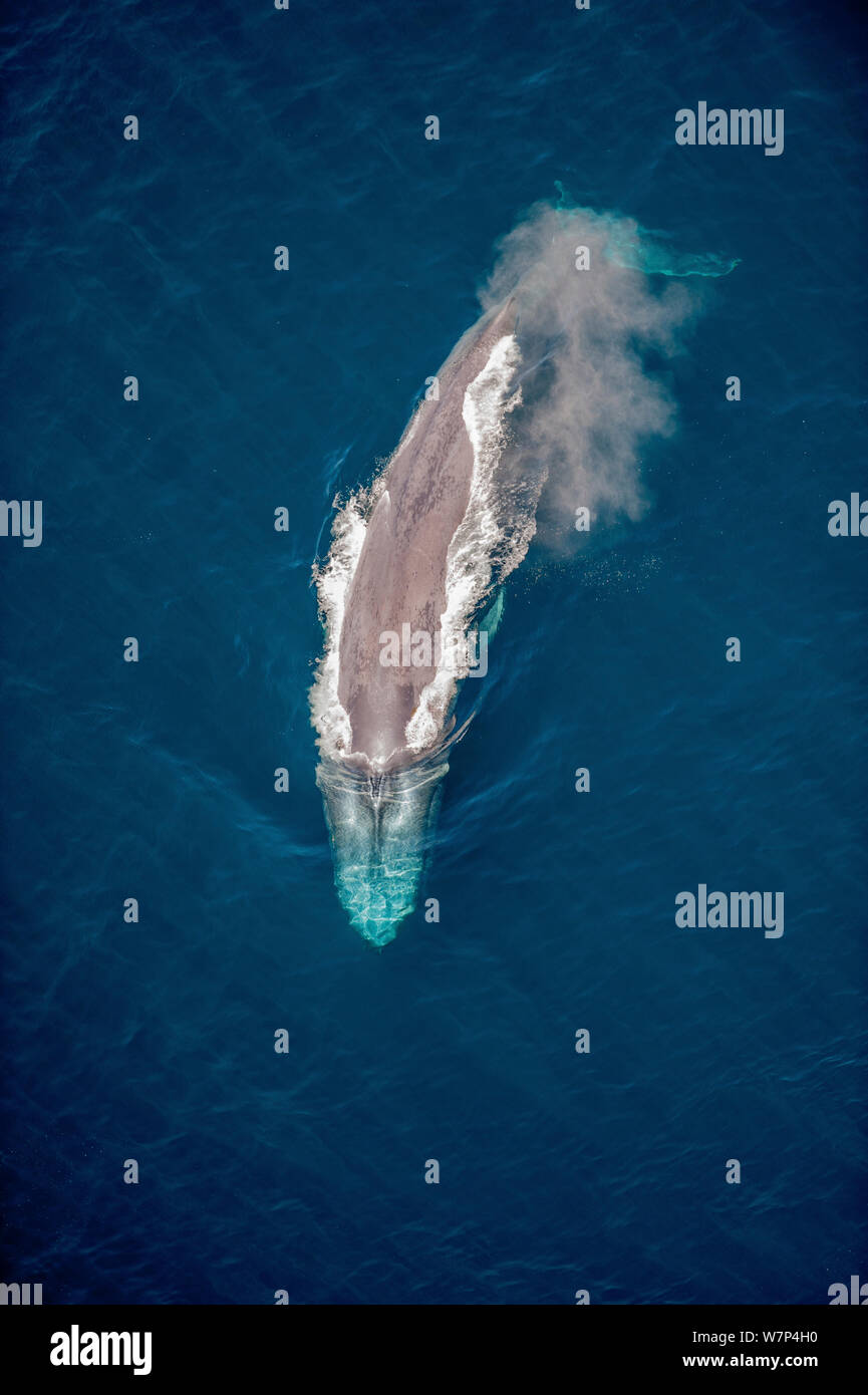 Blue Whale (Balaenoptera musculus) at sea surface with spray from blow ...
