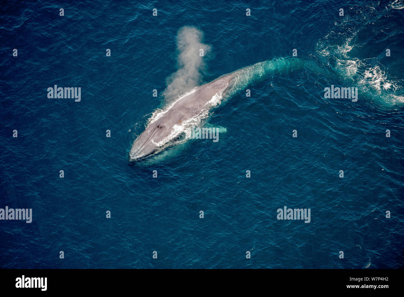Blue Whale (Balaenoptera musculus) at sea surface with spray from blow ...