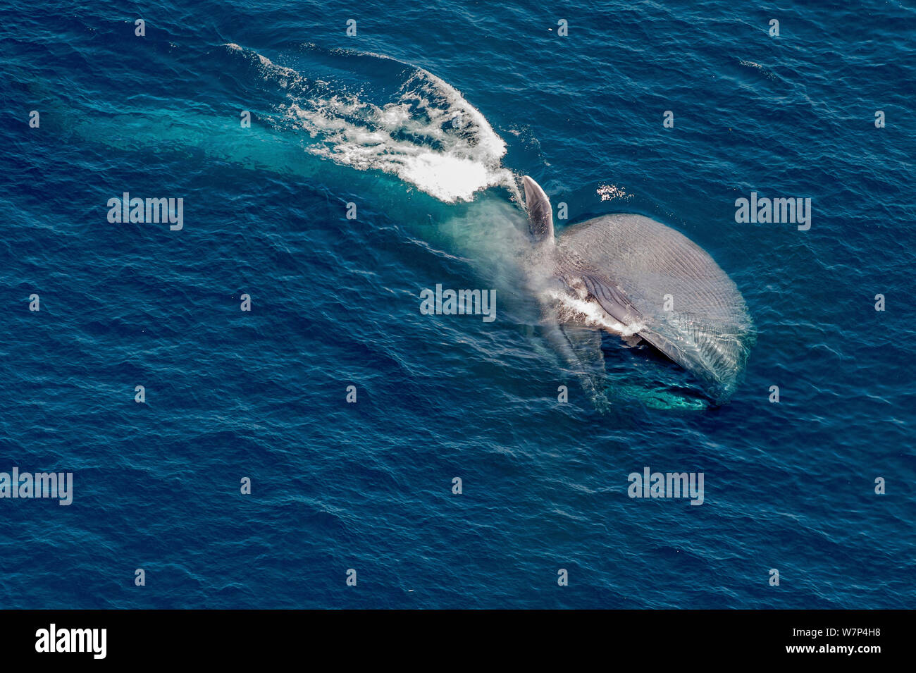 Blue Whale (Balaenoptera musculus) throat inflated, filter feeding at ...
