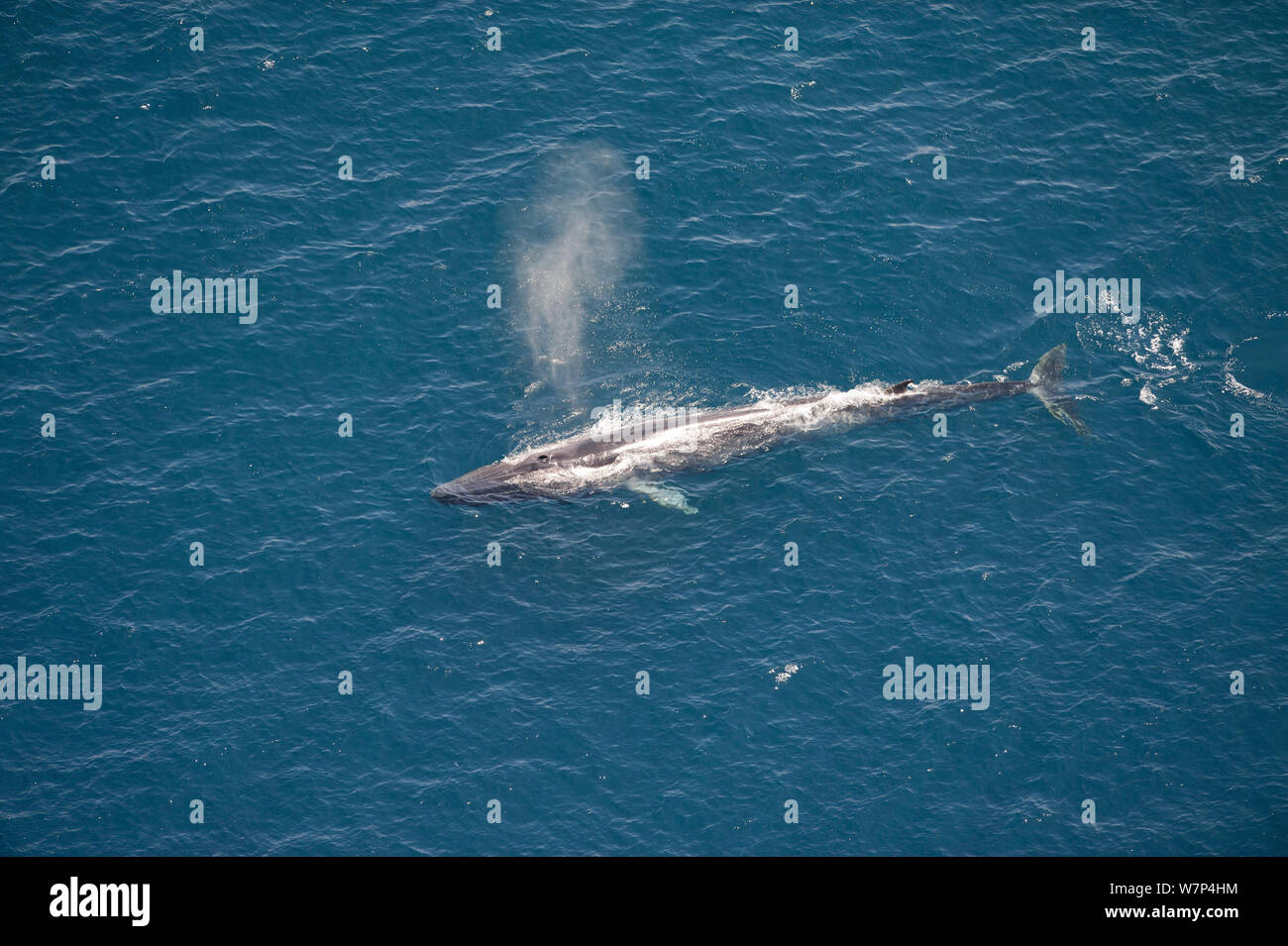 Blue Whale (Balaenoptera musculus) at sea surface with spray from blow ...