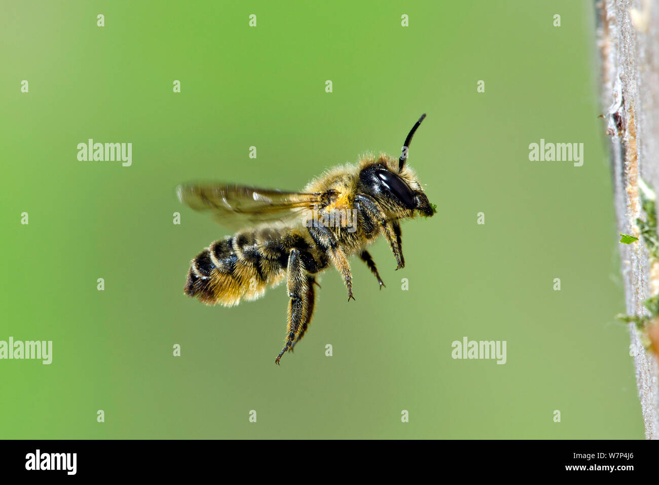 Leafcutter bee (Megachile willughbiella) flying toward insect box in ...