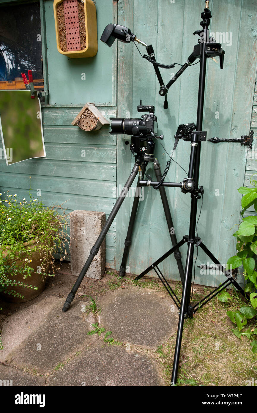 Leafcutter bee (Megachile willughbiella) camera setup used to ...