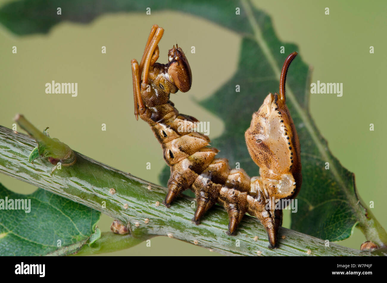 Lobster moth (Stauropus fagi) fourth instar larvae in typical defensive ...
