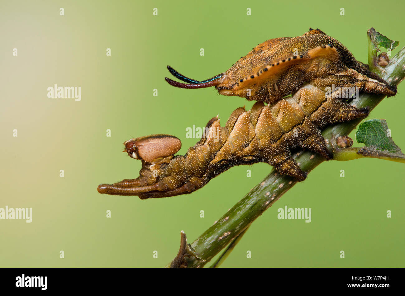 Lobster moth (Stauropus fagi) fifth instar larvae in typical defensive ...