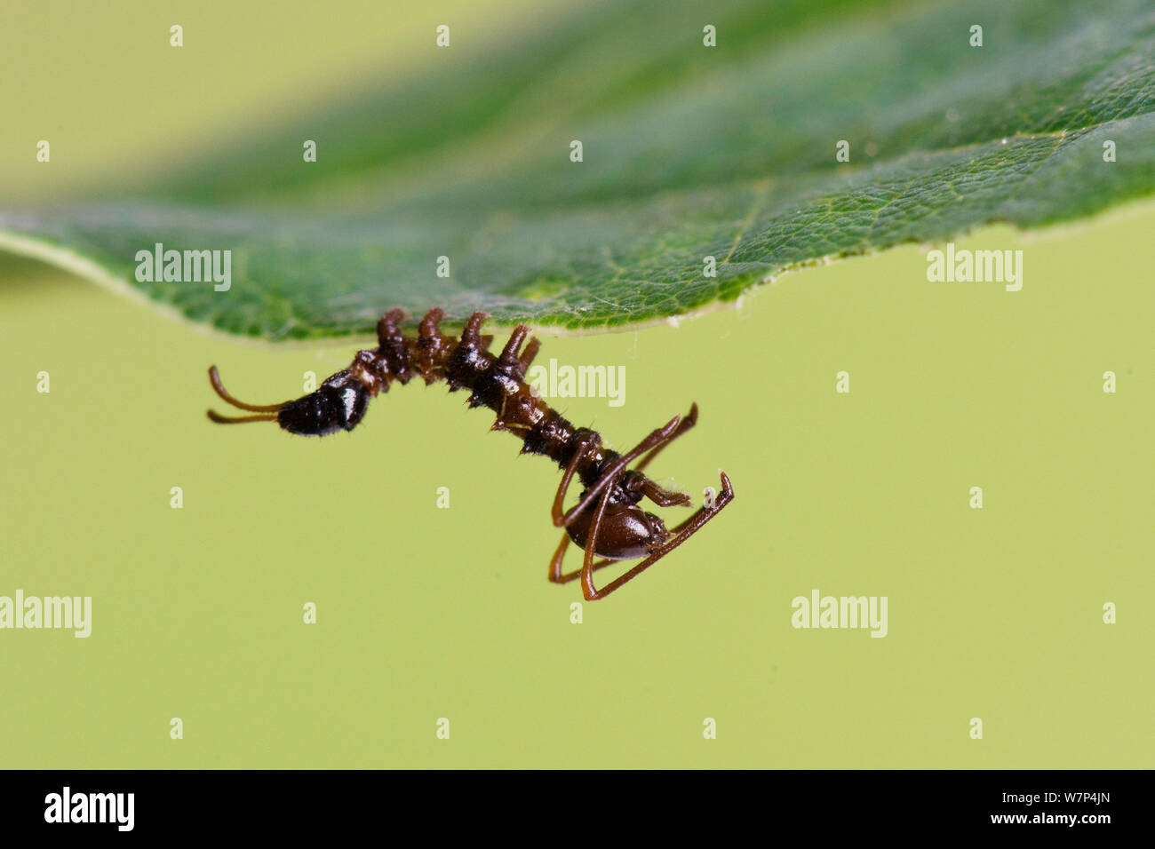 Lobster moth (Stauropus fagi) first instar larvae mimics a red ant and ...