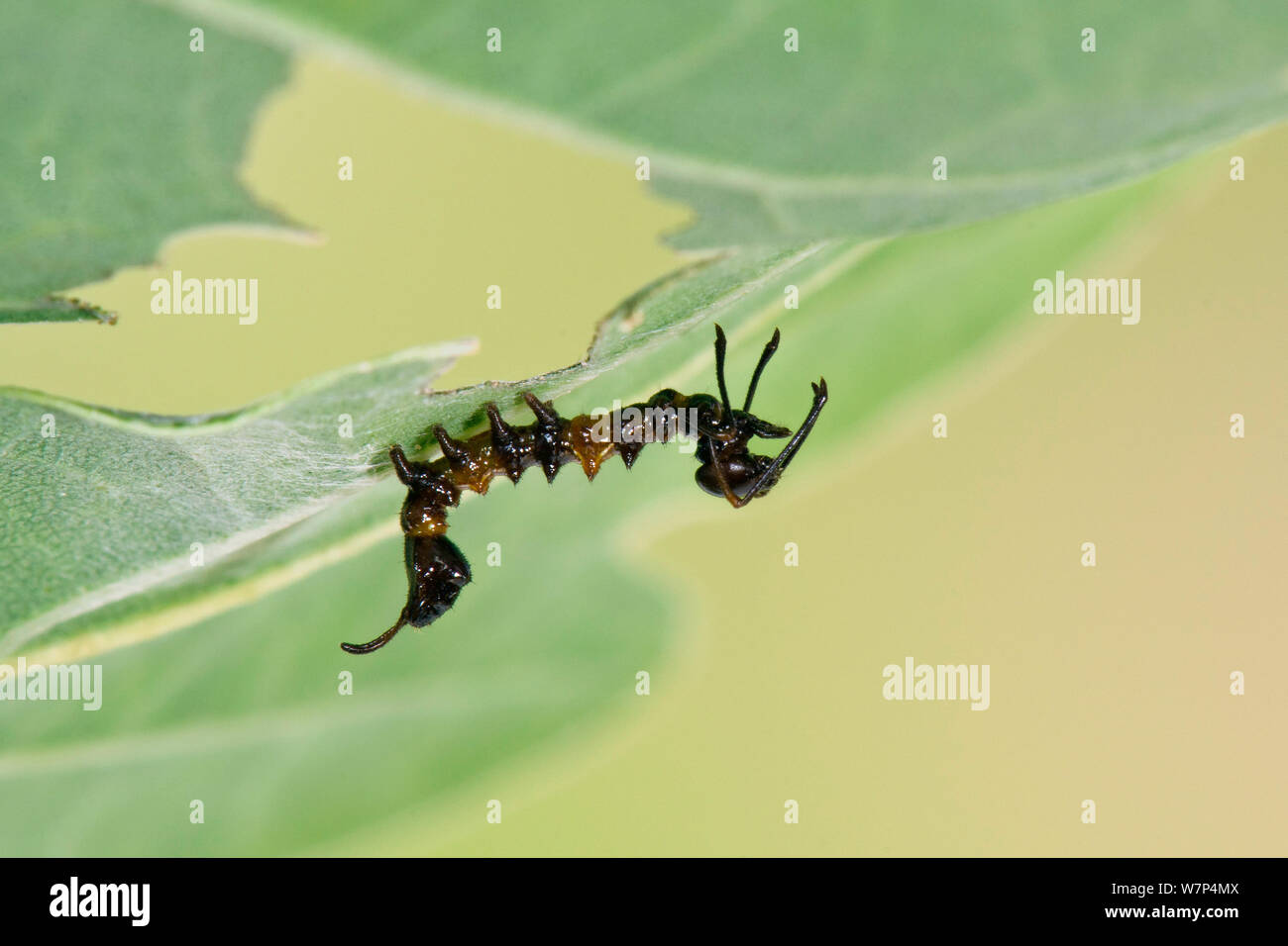 Lobster moth (Stauropus fagi) first instar larva waving long thoracic ...