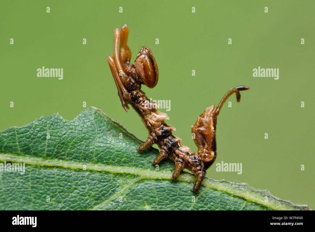 Lobster moth (Stauropus fagi) third instar larva in typical defensive ...