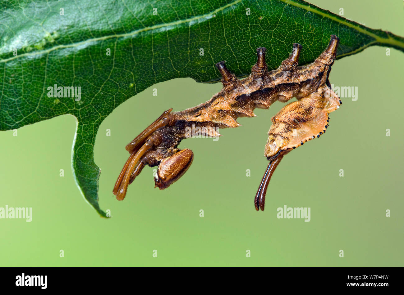 Lobster moth (Stauropus fagi) fourth instar larva in typical defensive ...