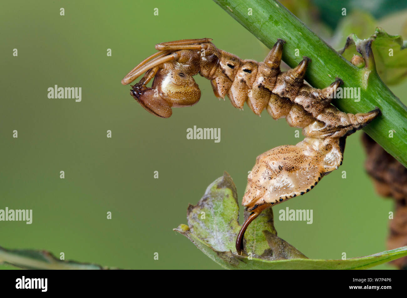Fourth instar hi-res stock photography and images - Alamy