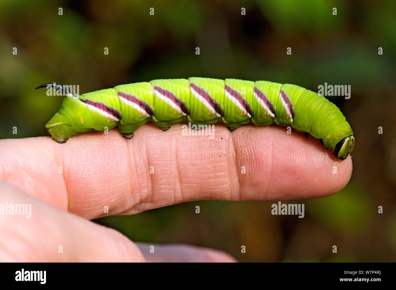 Privet hawkmoth (Sphinx ligustri) one of the UK's most impressive ...