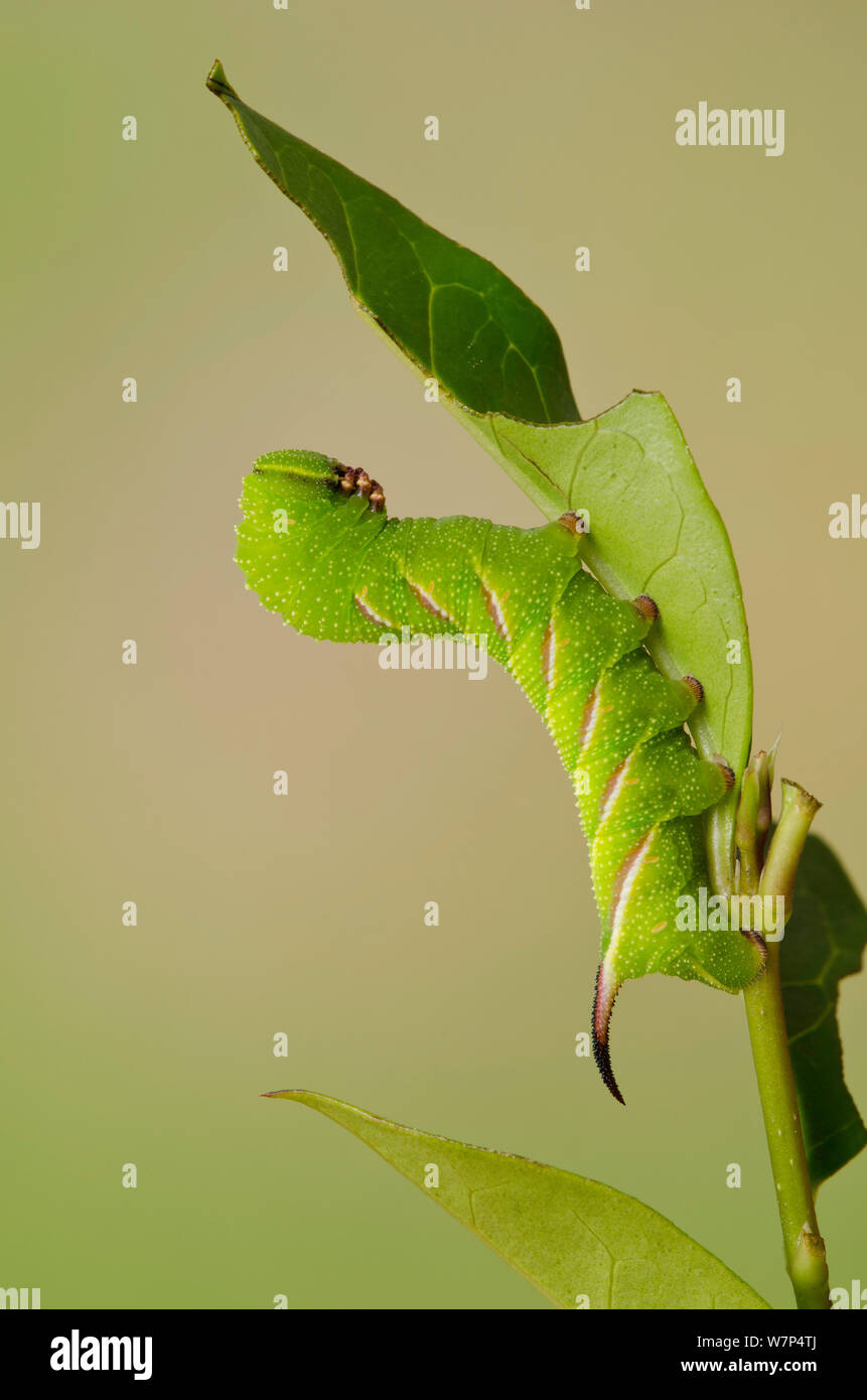 Privet hawkmoth (Sphinx ligustri) fourth instar larva in defensive ...