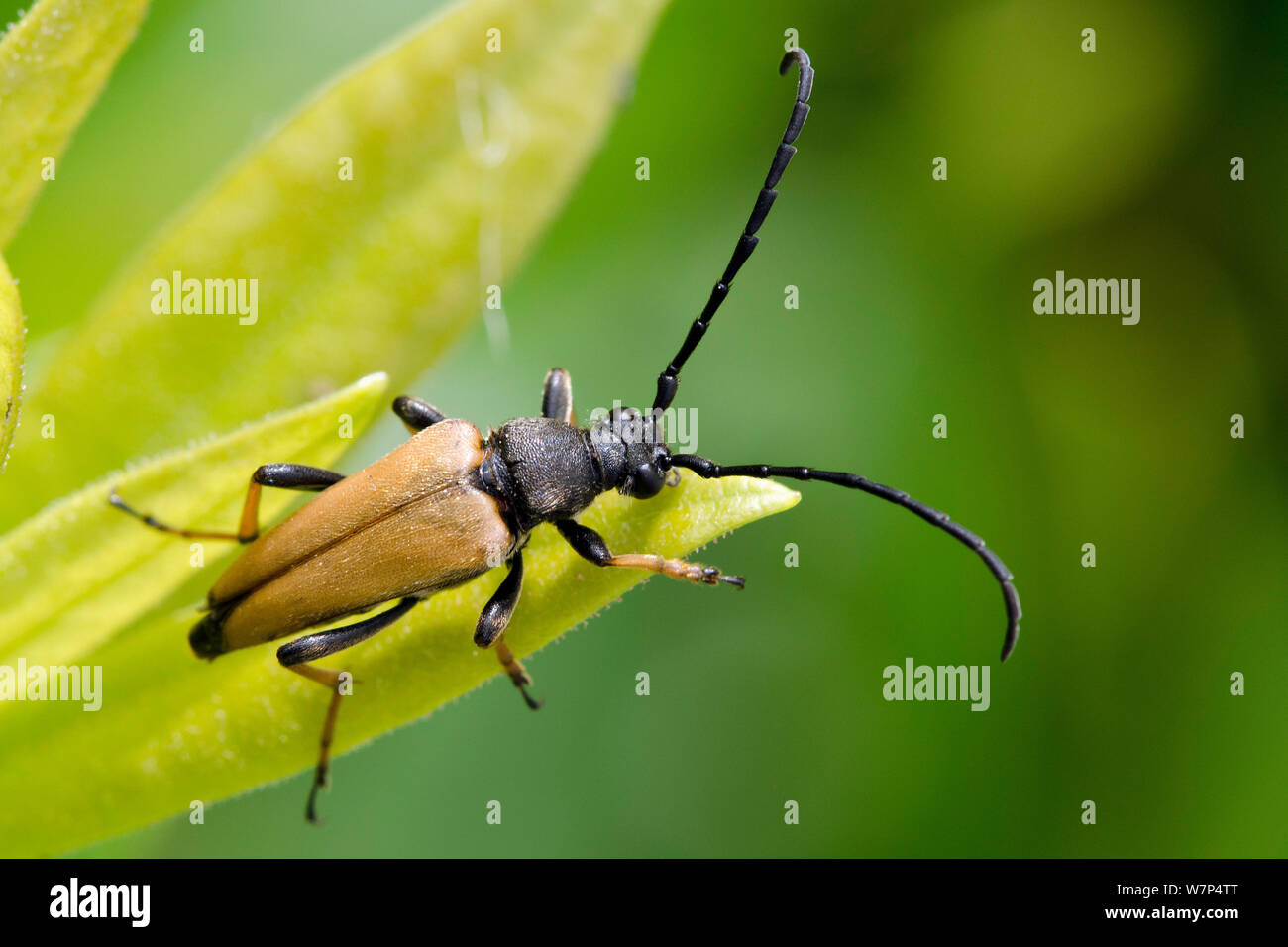 Red longhorn beetle hi-res stock photography and images - Alamy