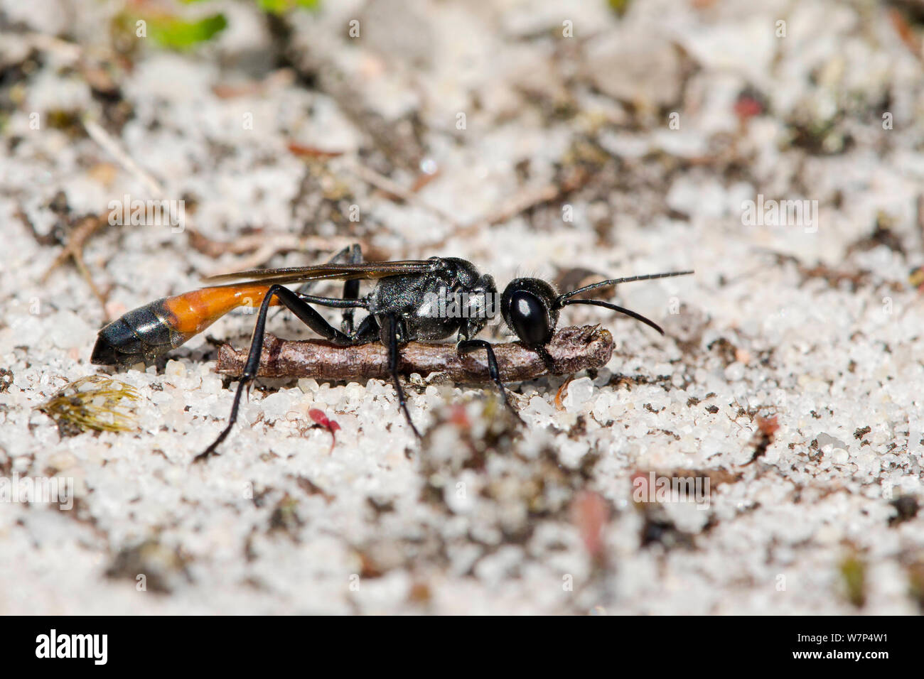 Sand Wasp (Ammophila pubescens) carrying paralysed caterpillar of ...