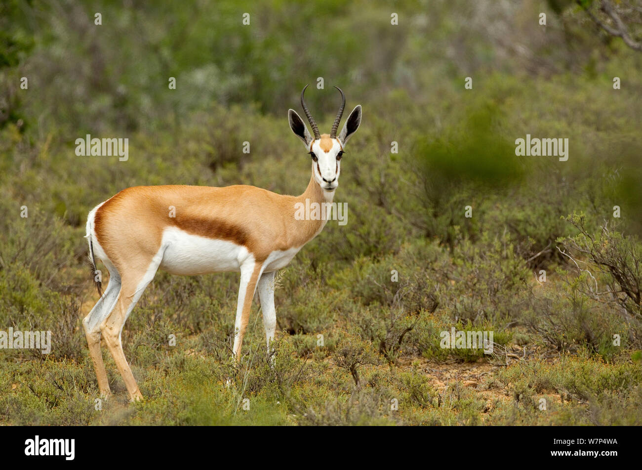 Springboks desert hi-res stock photography and images - Alamy