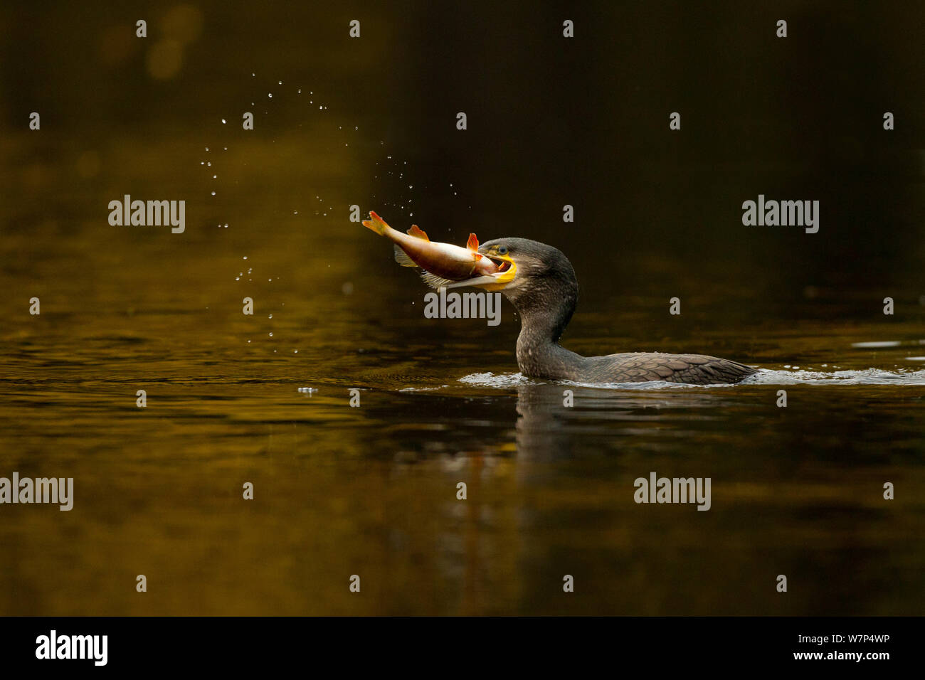 Cormorant eating feeding feeding hi-res stock photography and images ...