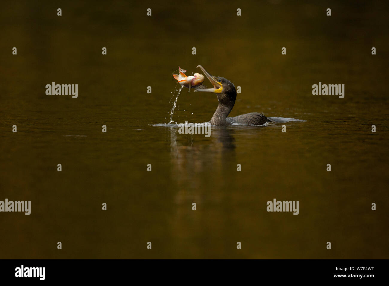 Cormorant eating feeding feeding hi-res stock photography and images ...