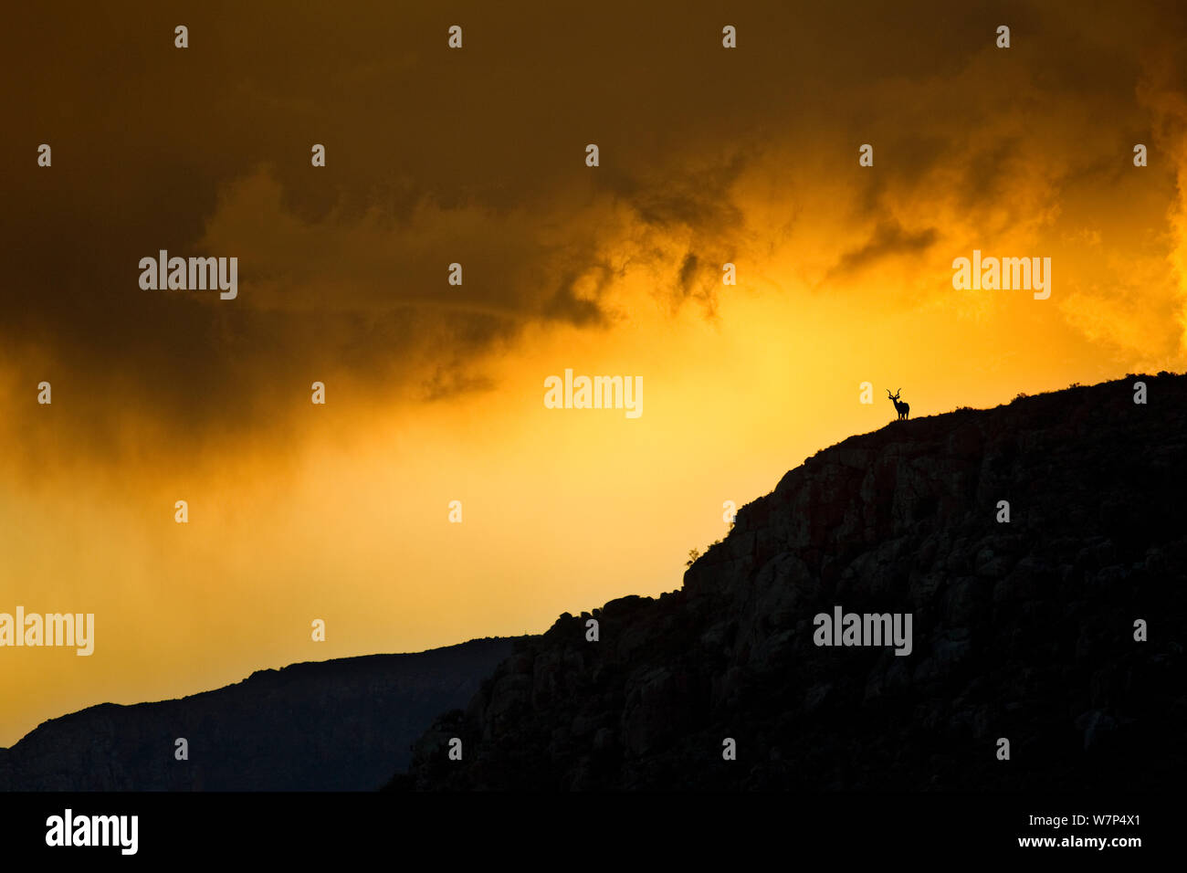 Greater kudu (Tragelaphus strepsiceros) male, silhouetted on cliff edge ...