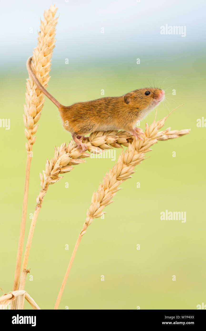 Harvest mouse (Micromys minutus) on wheat stems. Devon, UK captive ...