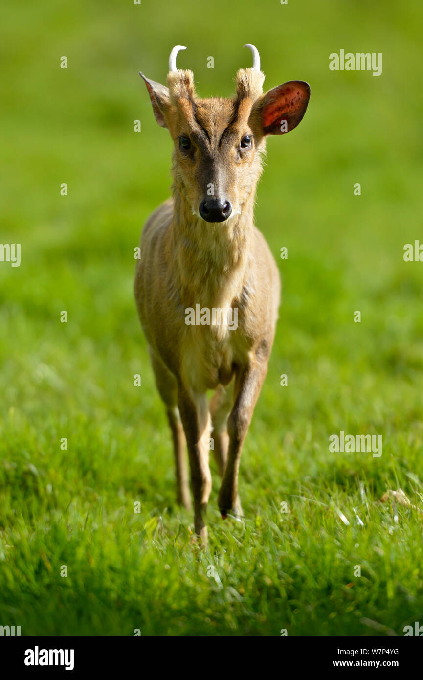 Chinese Muntjac deer (Muntiacus reevesi) male portrait, Devon, UK ...