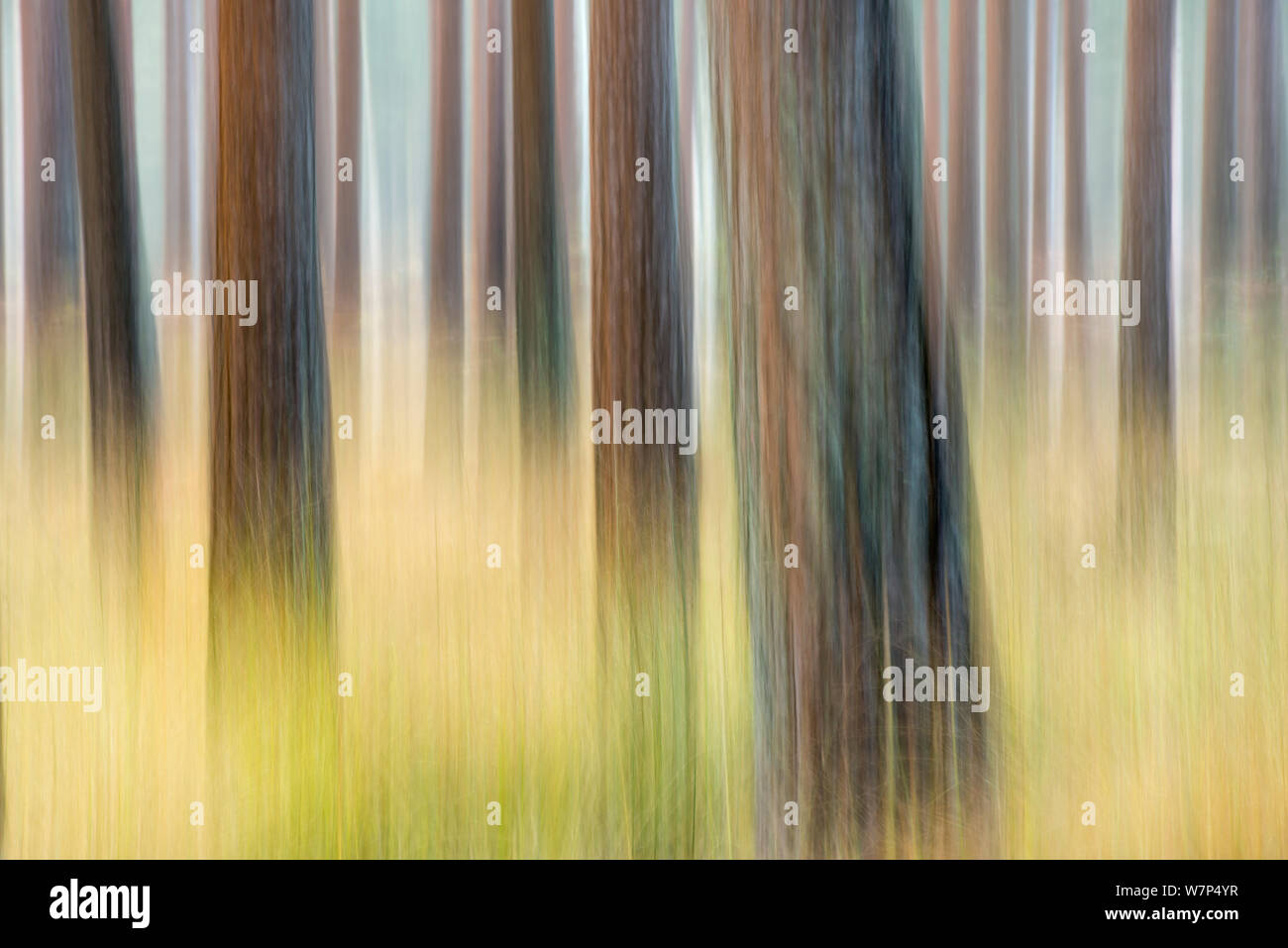Pines pinus sp hi-res stock photography and images - Alamy