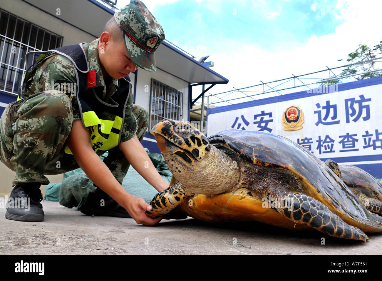 Coast guards check two specimens of smuggled hawksbill sea turtle ...