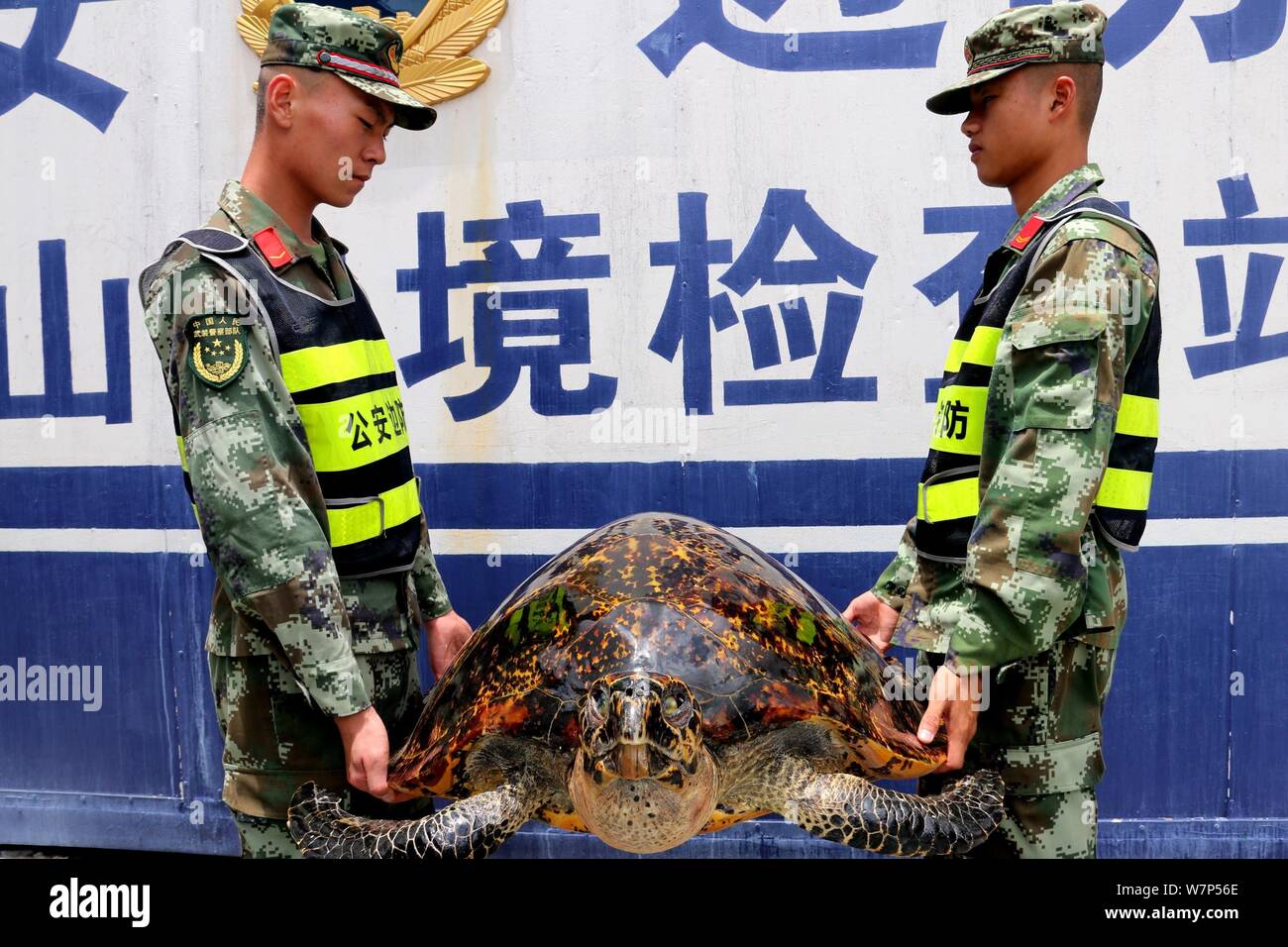 Coast guards carry two specimens of smuggled hawksbill sea turtle ...