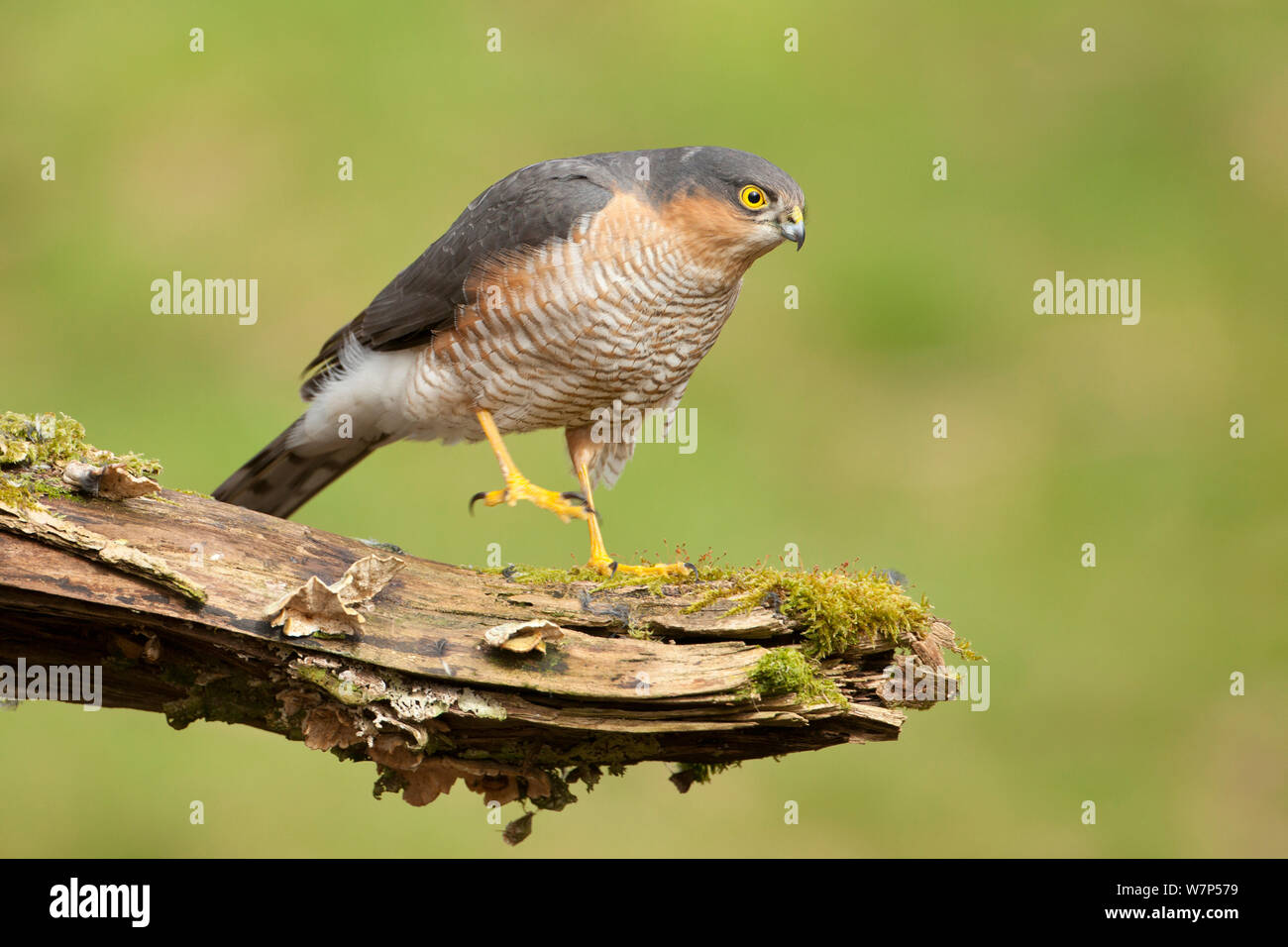 Birds of prey scotland hi-res stock photography and images - Alamy