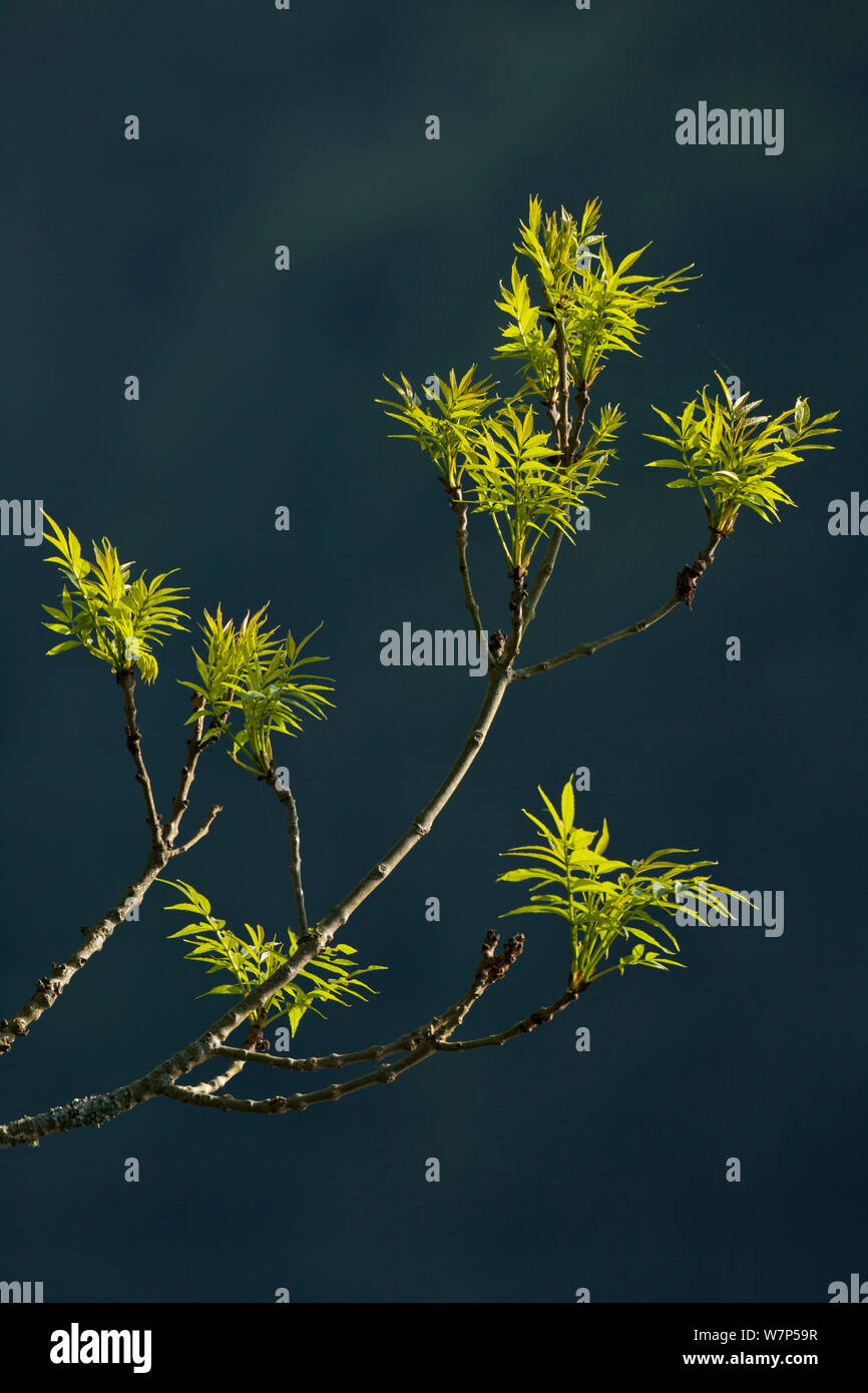 Ash leaves uk hi-res stock photography and images - Alamy