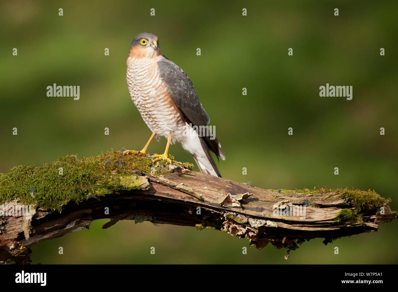 Birds of prey scotland hi-res stock photography and images - Alamy