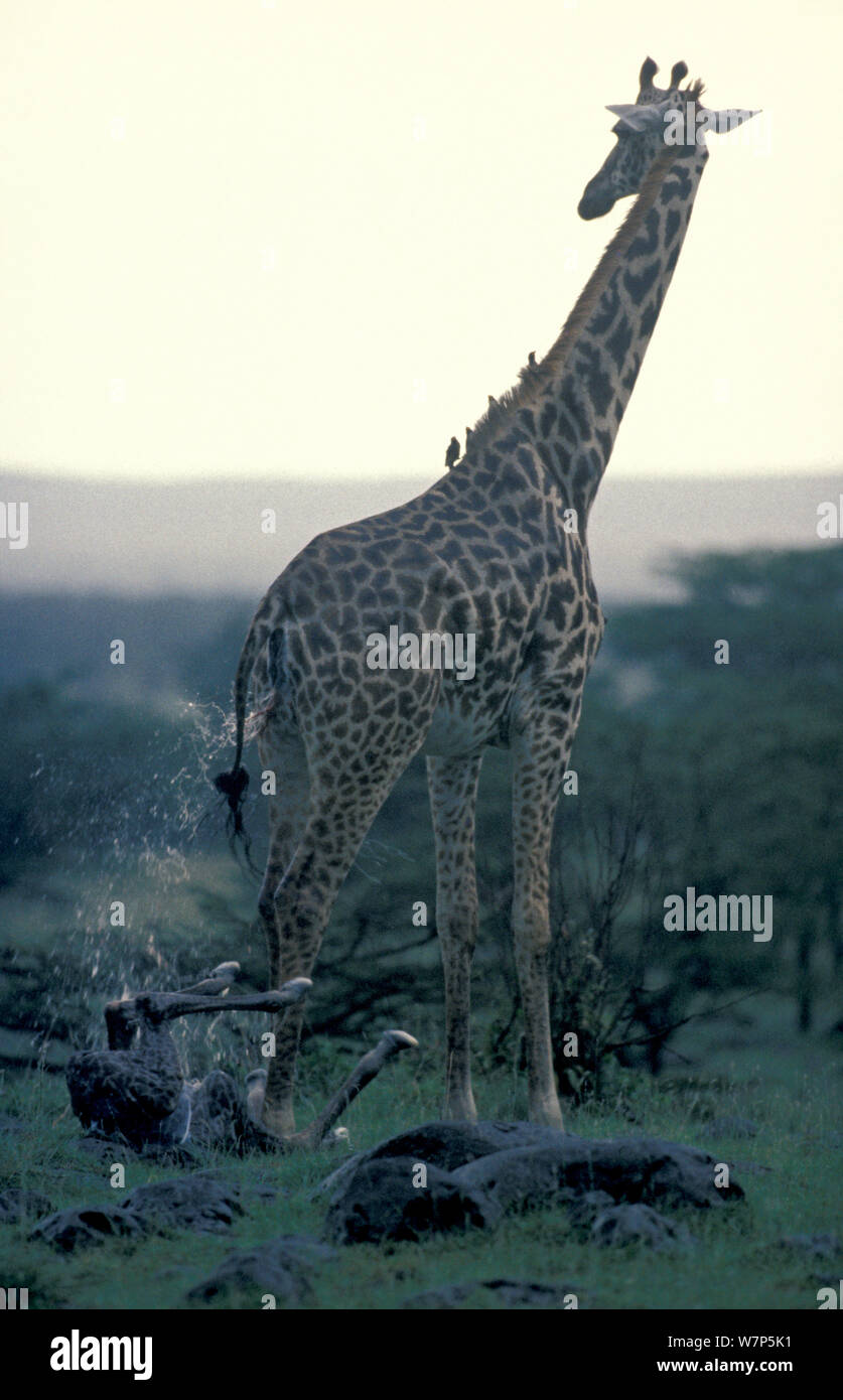 Giraffe Sequence 2 By Northern Giraffe Wikipedia