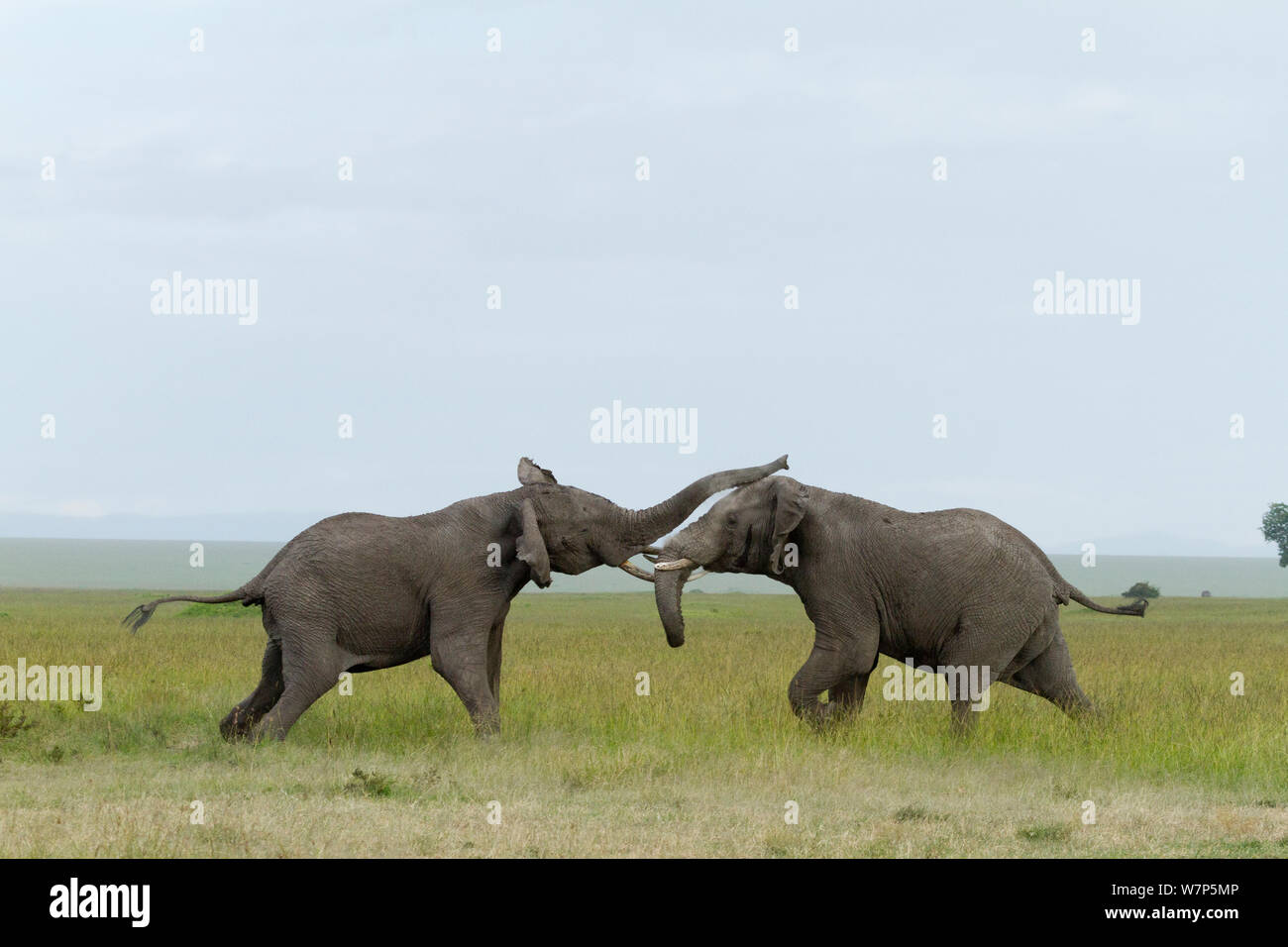 Elephants fighting hi-res stock photography and images - Alamy