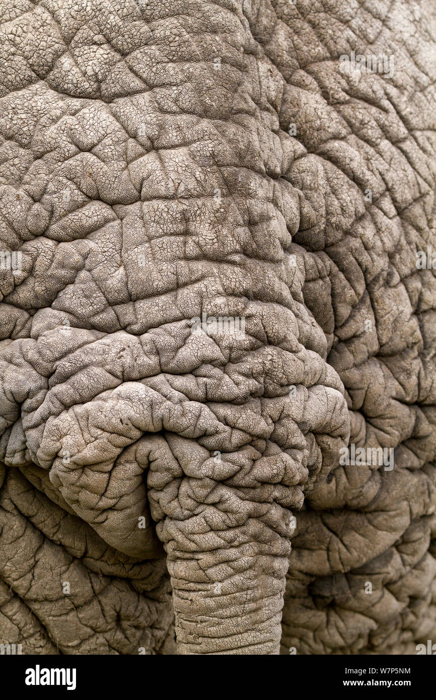 Elephant tails hi-res stock photography and images - Alamy