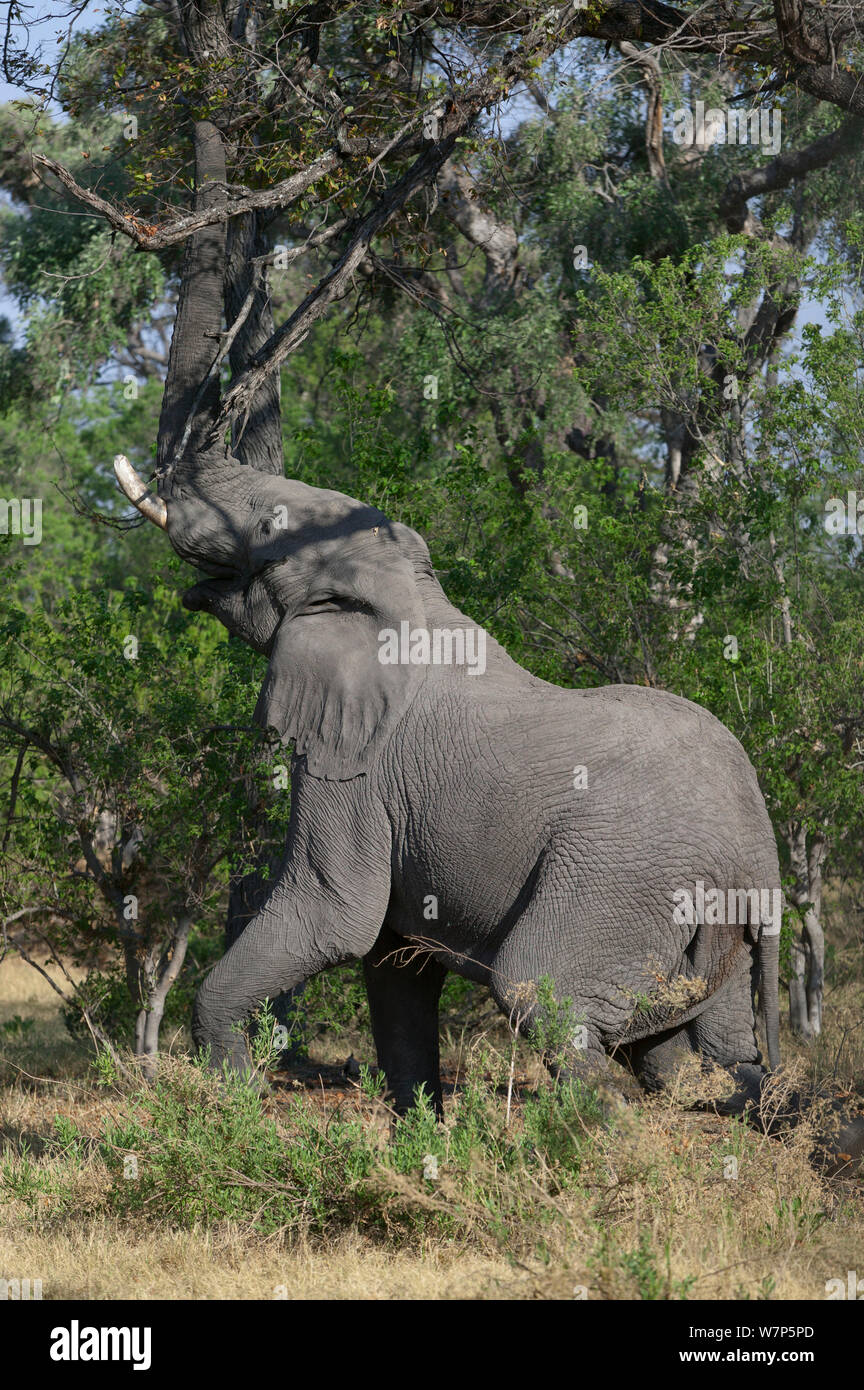 Elephant reaching kenya hi-res stock photography and images - Alamy