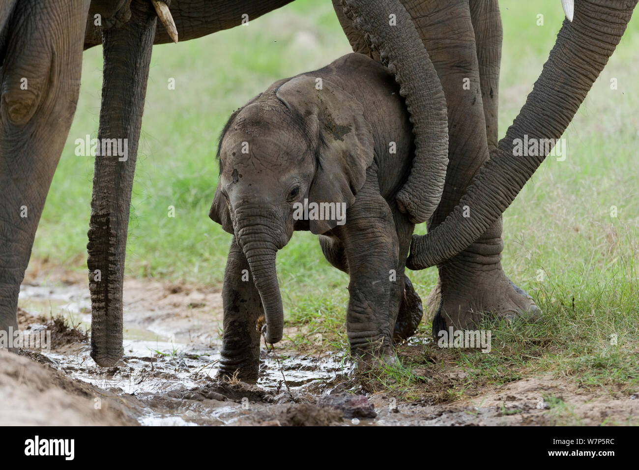 Elephant baby mother help hi-res stock photography and images - Alamy