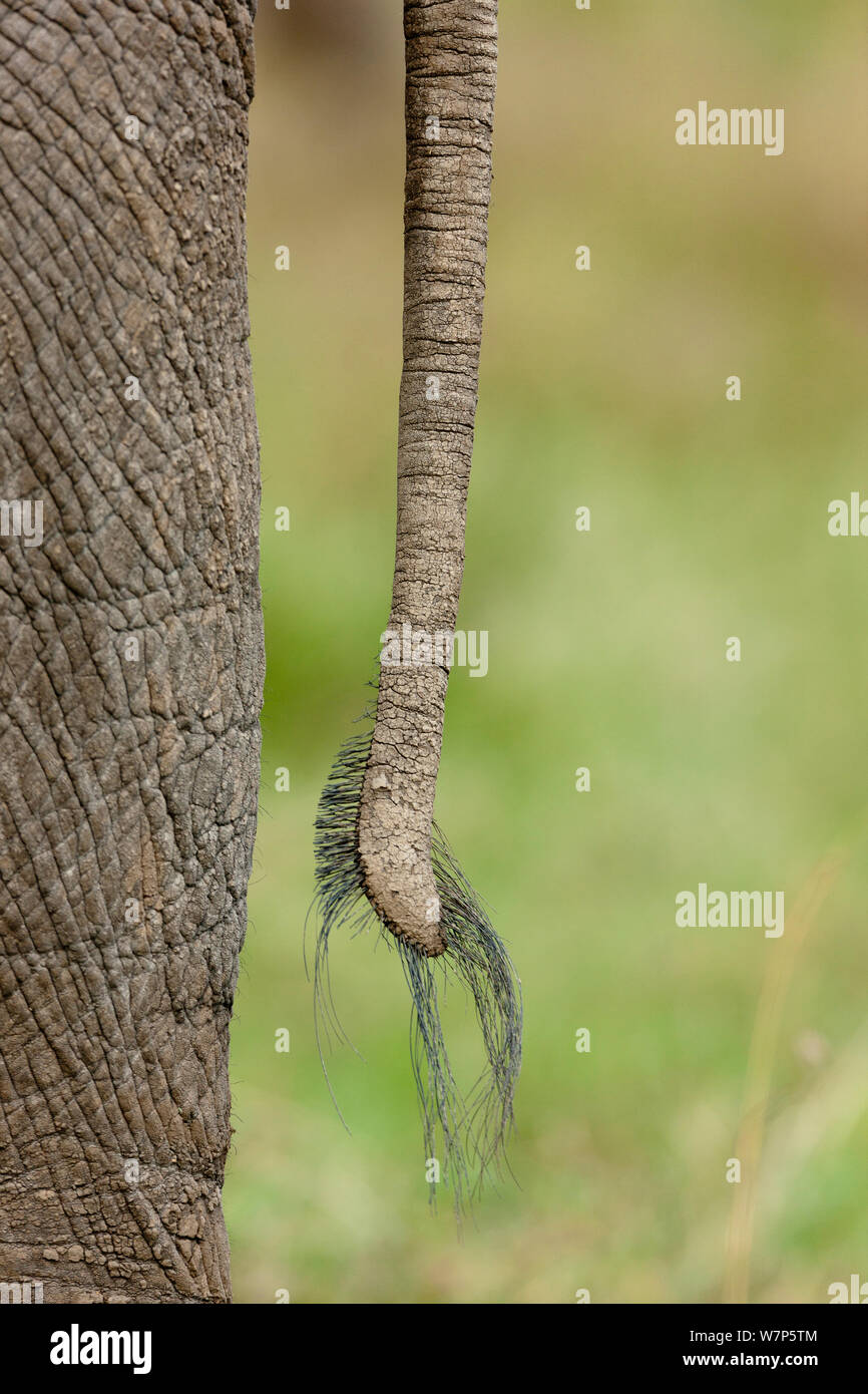 Elephant tails hi-res stock photography and images - Alamy