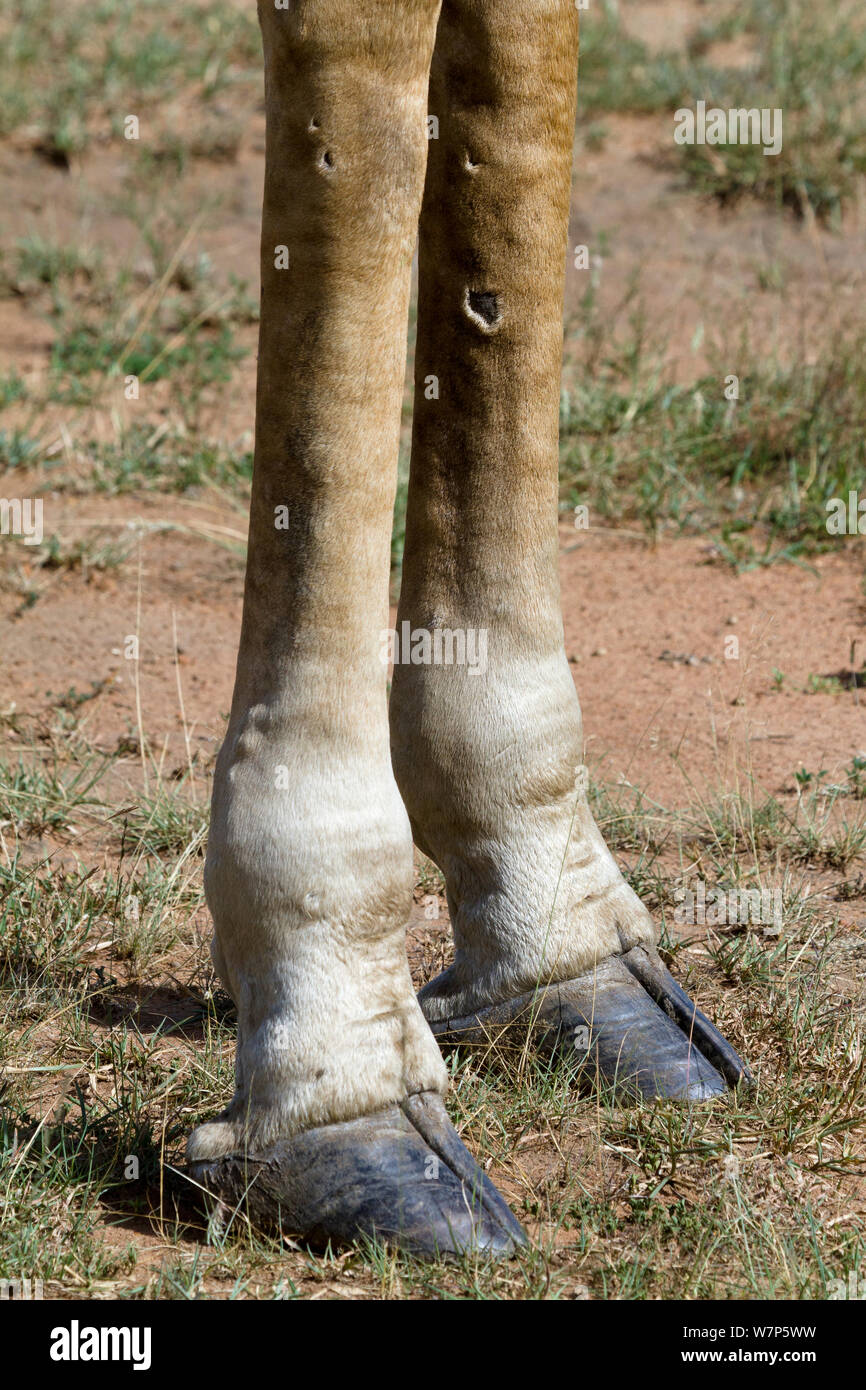 Giraffe legs hi-res stock photography and images - Alamy