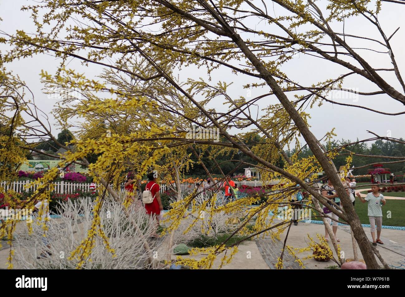 Tourists take photos of the bald trees at a flower-themed scenic spot ...