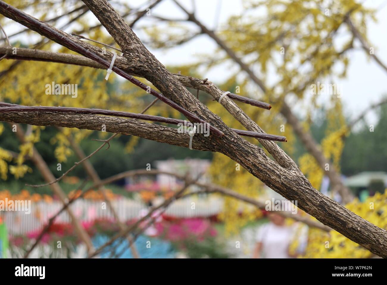 View of the bald trees at a flower-themed scenic spot decorated with ...