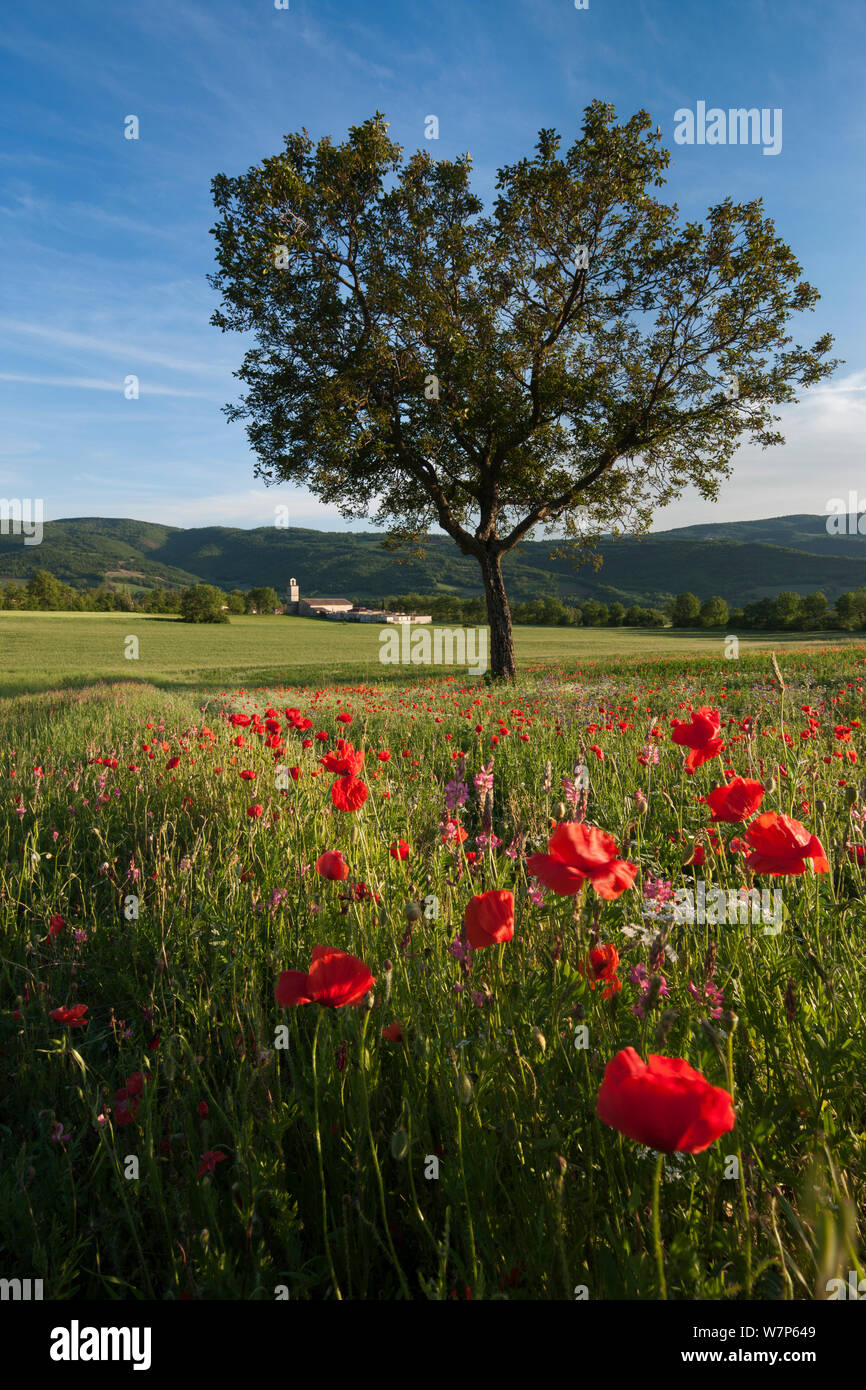 Common poppies (Papaver rhoeas) in farmland in the Valnerina near Campi ...