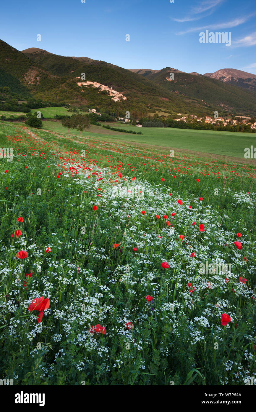 Common poppies (Papaver rhoeas) on farmland in the Valnerina near Campi ...