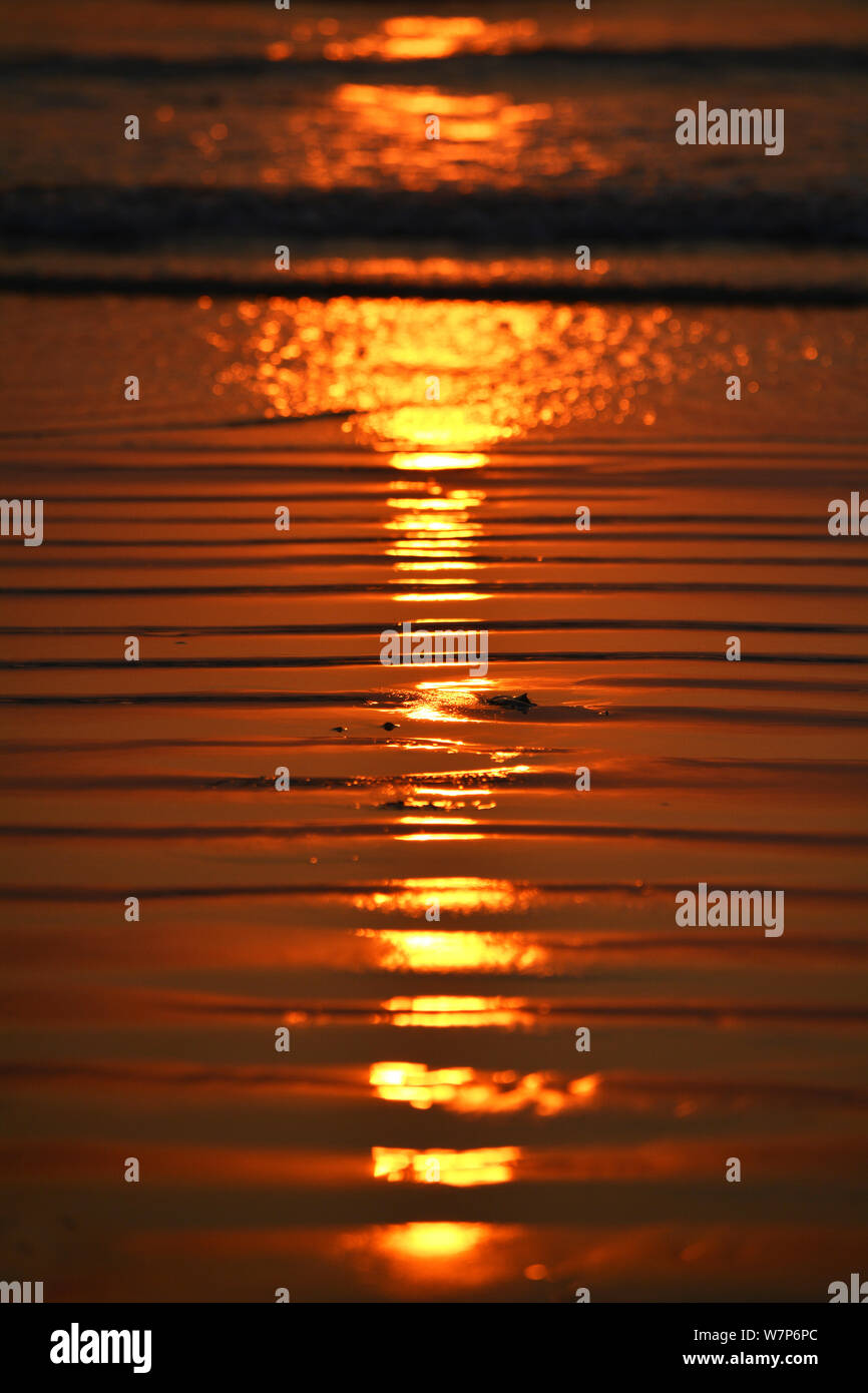 Golden sun reflection on a beach at evening with red sand waves Stock ...