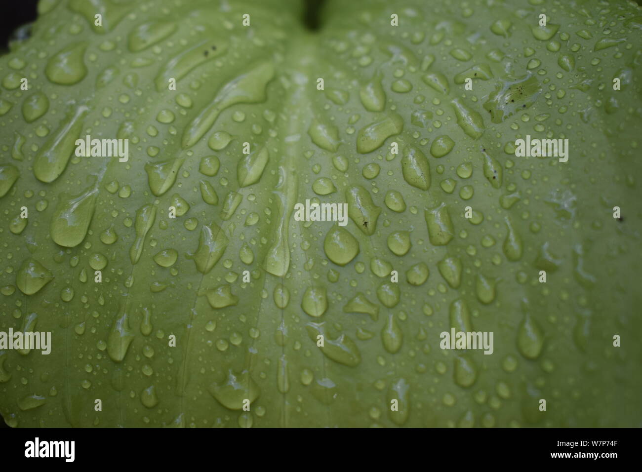 Beautiful tropical Hosta leaves with drops of water. Ornamental Hosta ...