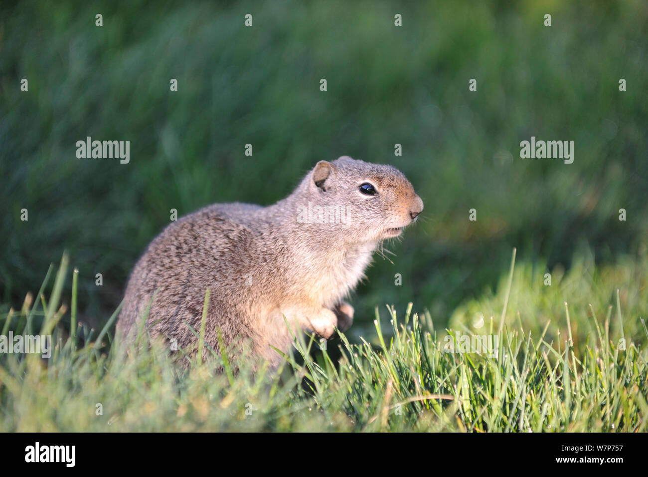 Are squirrels mammals hi-res stock photography and images - Alamy