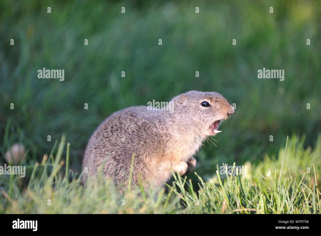Uinta ground squirrel (Spermophilus armatus) calling. Springcreek Ranch ...