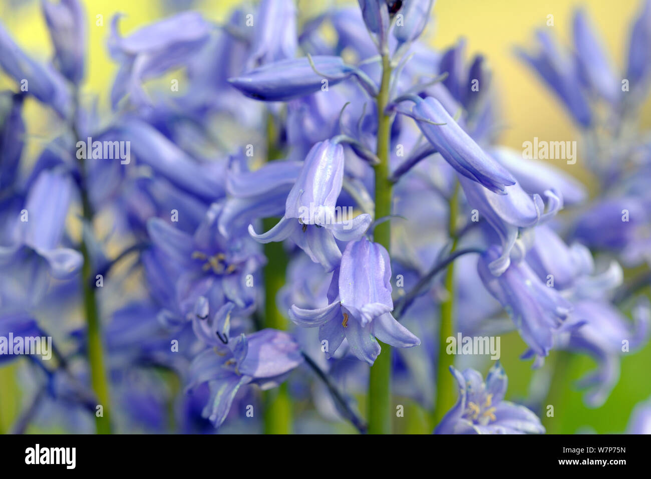 Bluebell (Hyacinthoides / Endymion non-scripta) in flower. Stoke Woods ...